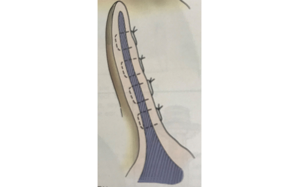 Ear Hematoma – Zookosmos | Vet clinic in Larnaca