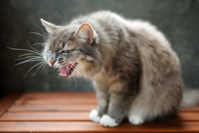 Feline Bronchial Asthma – Zookosmos | Vet clinic in Larnaca
